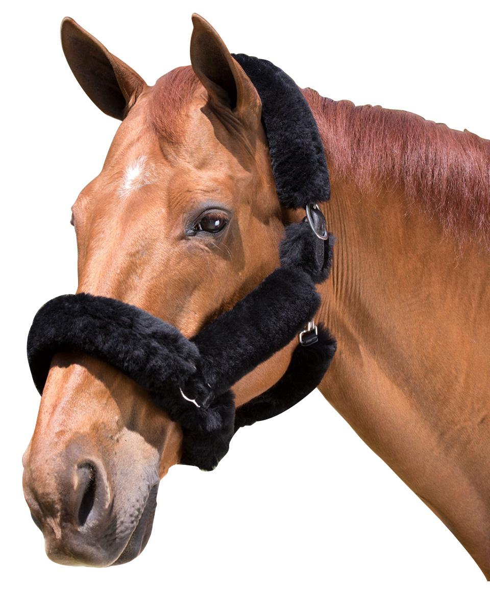 Sheepskin Shipping Halter (Black) - Walsh | FarmVet